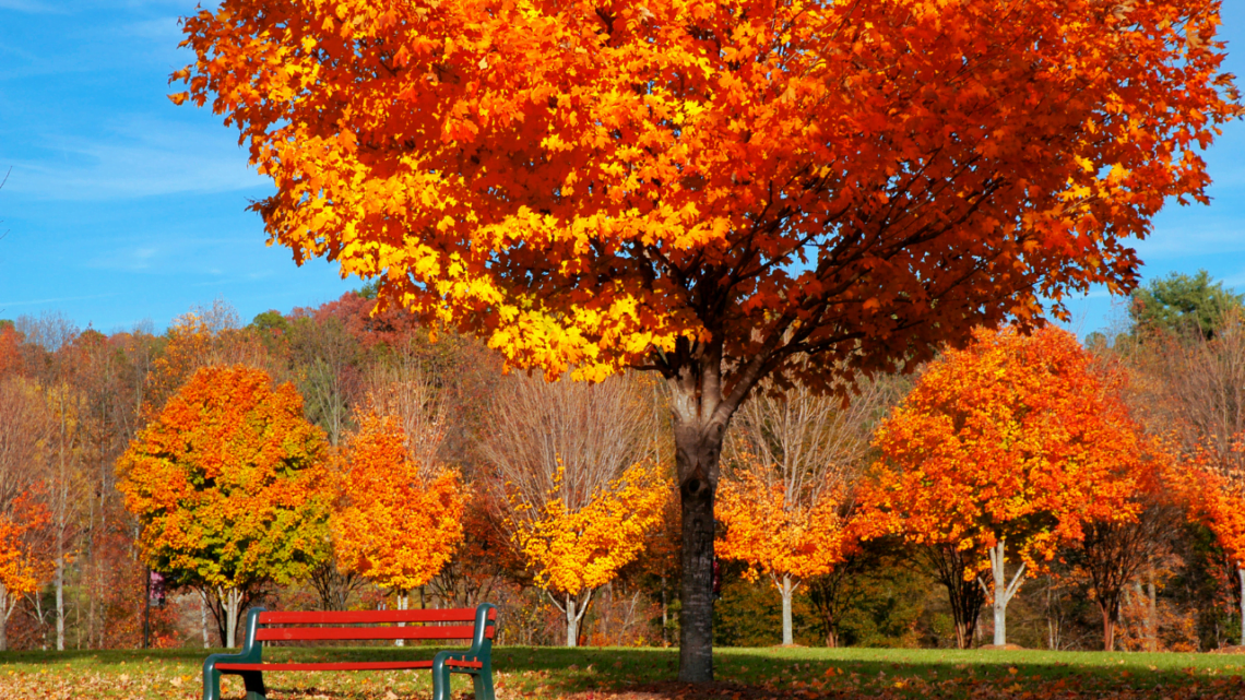 O Que é Maple Syrup? - Priscila Piardi Ingredientes e história